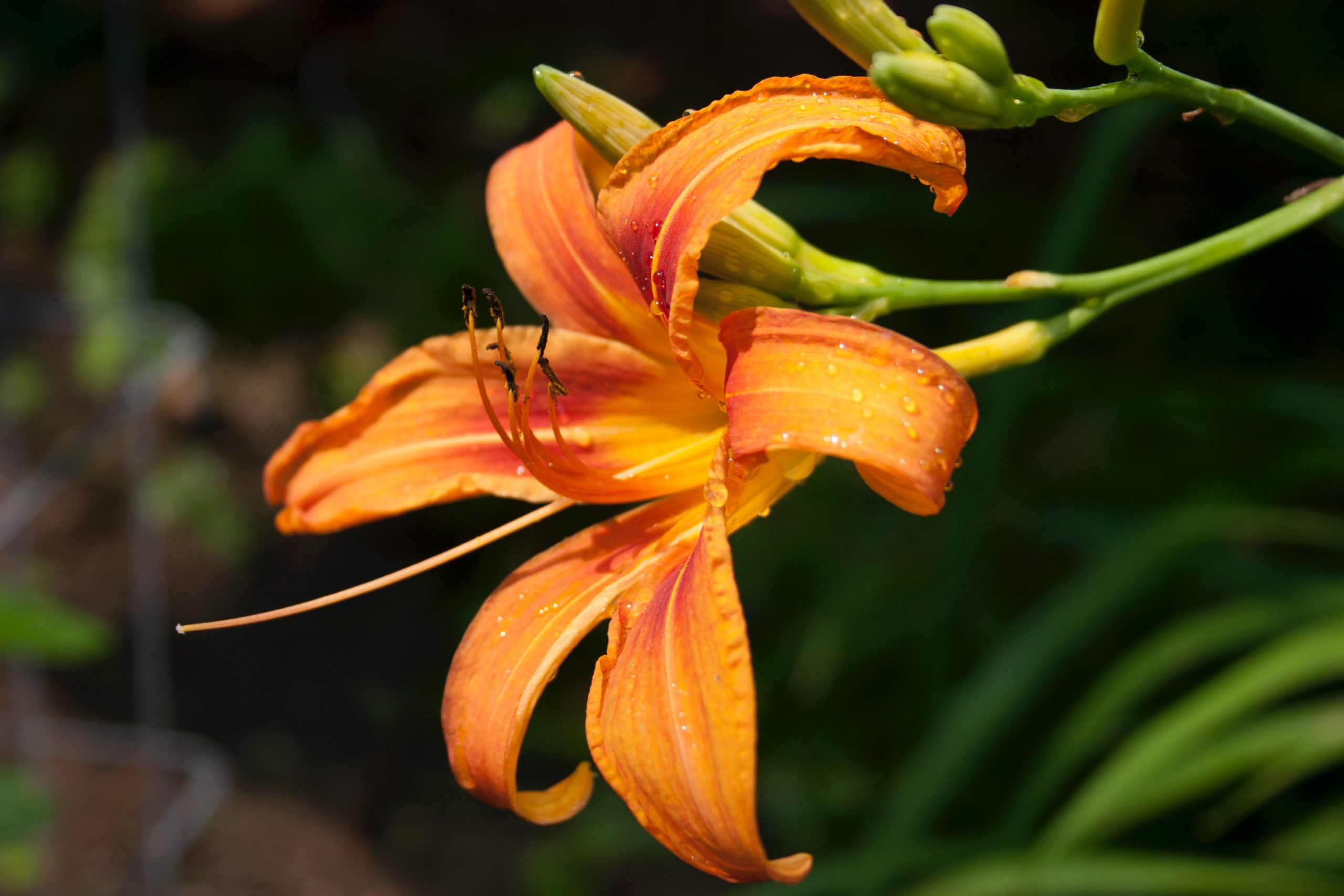 Hemerocallis (Daglelie) – Uit je Regio